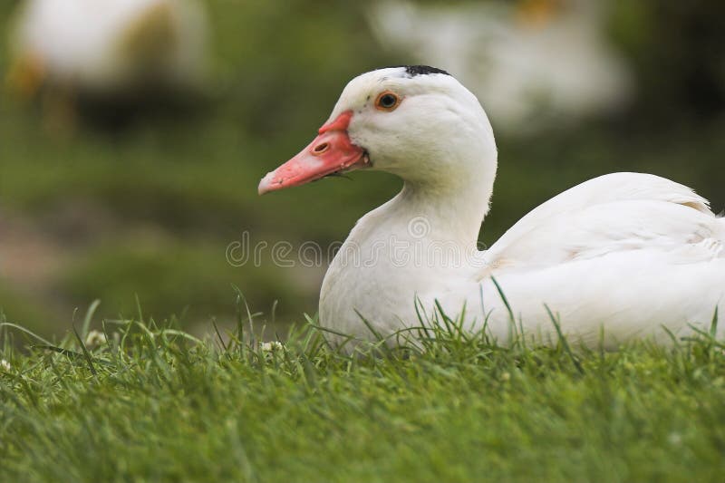 Free Animals pictures, photos & images - Royalty-Free and Public Domain ...