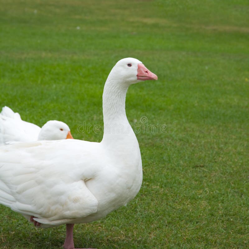Goose stock image. Image of lawn, plump, goose, white - 11263299