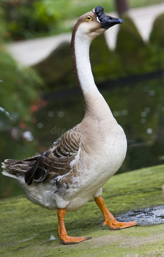 Goose stock photo. Image of bird, domesticated, farm - 12287520