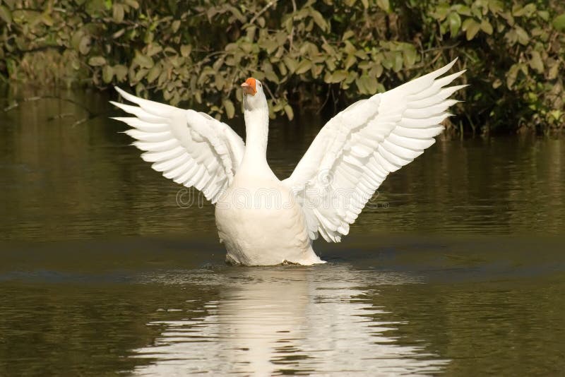 Goose stock image. Image of lake, wing, bird, beak, open - 13249173
