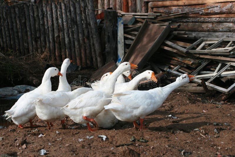 White goose on farm stock image. Image of grass, duck - 10726101