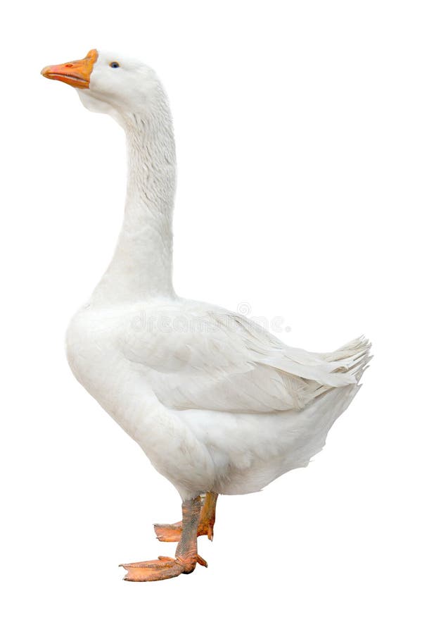 Domestic Goose, Anser Anser Domesticus, Standing and Looking Down Stock ...