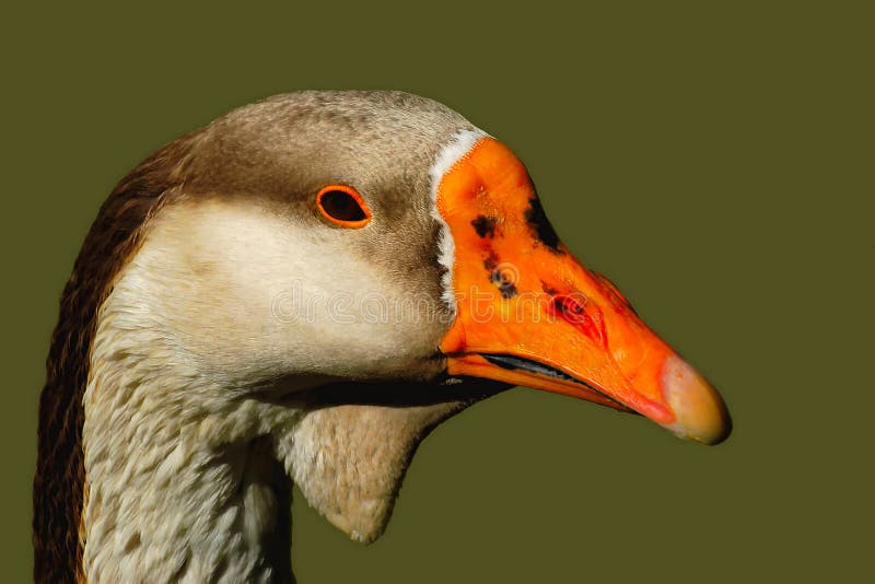 Goose with red beak stock image. Image of wild, animal - 29271905