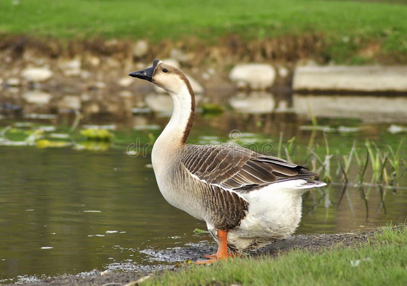 Hummingbird on sedum stock photo. Image of summertime - 15463222
