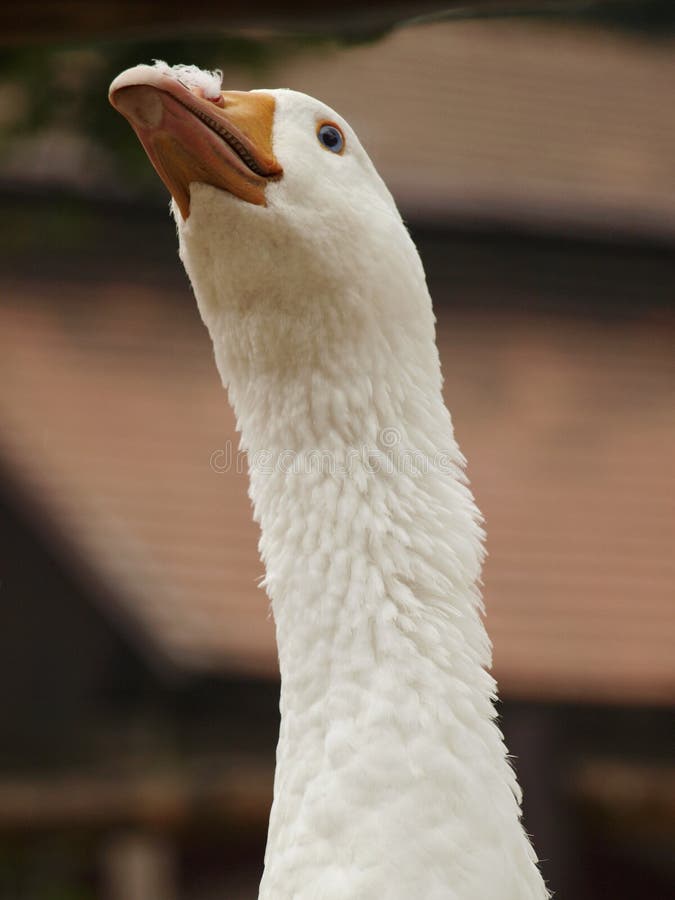 Goose Funny Beak Stock Images - Download 1,807 Royalty Free Photos
