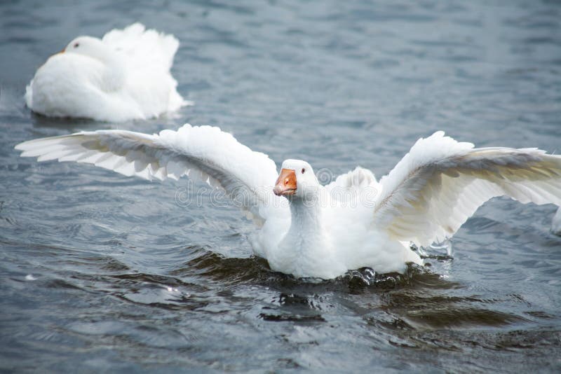 Goose stock image. Image of barnyard, feather, hunt, closeup - 15443983