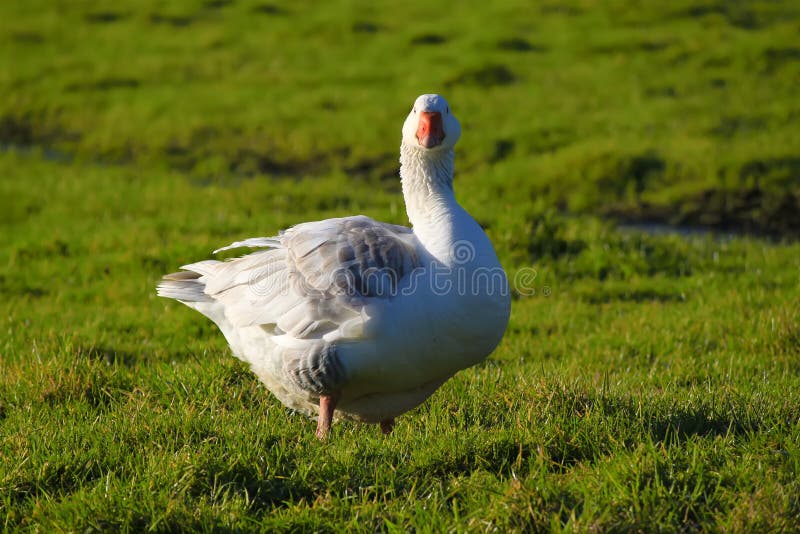Fat goose stock image. Image of body, animal, geese, beaks - 6512775