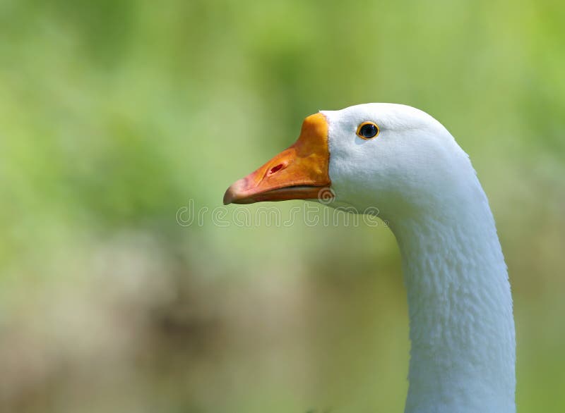 Goose stock photo. Image of portrait, head, fowl, profile - 18118692
