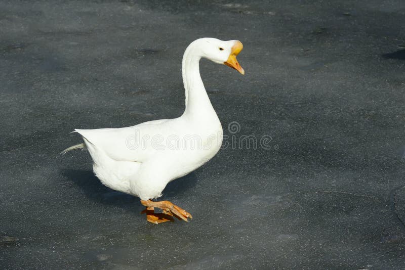 Goose stock photo. Image of bird, goosey, avian, birds - 18325312