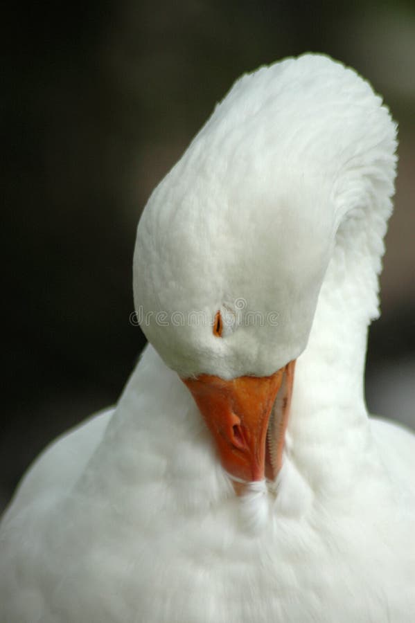 Fat goose stock image. Image of body, animal, geese, beaks - 6512775