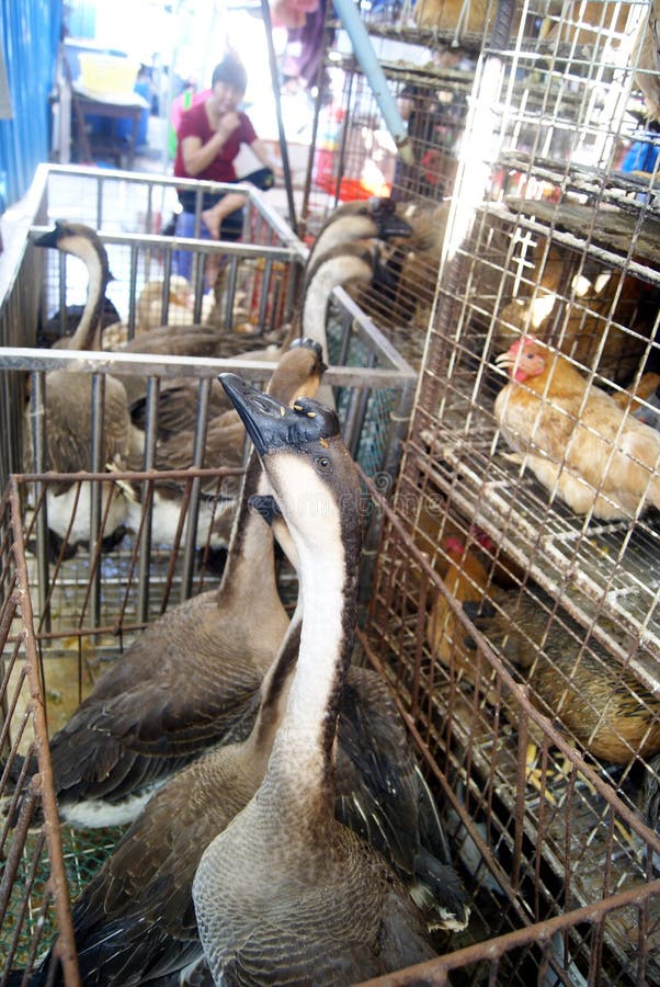 Goose editorial photo. Image of slaughter, sell, business - 20407536