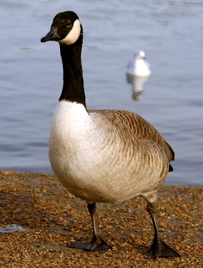Canadian Goose Portrait stock photo. Image of birds, goslings - 45183484
