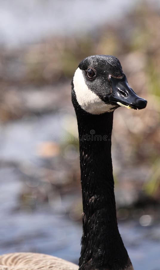 Goose stock image. Image of summer, bird, nature, canadian - 22035779