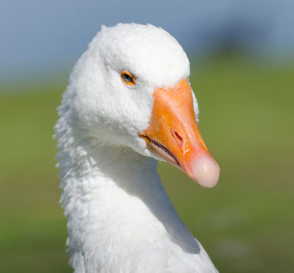 Goose stock image. Image of fowl, bill, detail, feather - 22230371