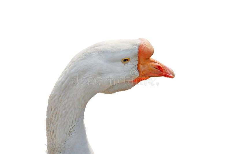 Head of goose stock image. Image of rural, meadow, gras - 3031403