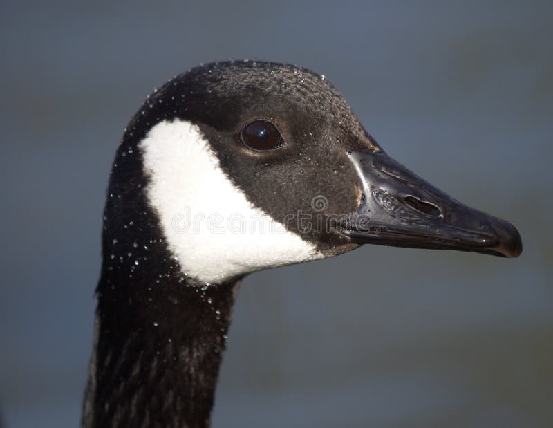 Goose stock photo. Image of canadian, beak, close, bird - 24040722