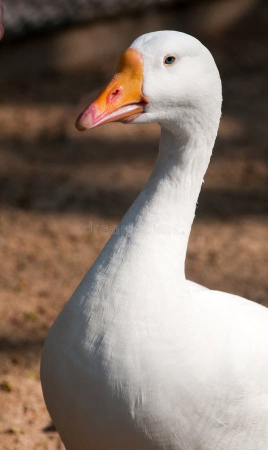 Goose stock image. Image of fauna, geese, claws, feathering - 13461199