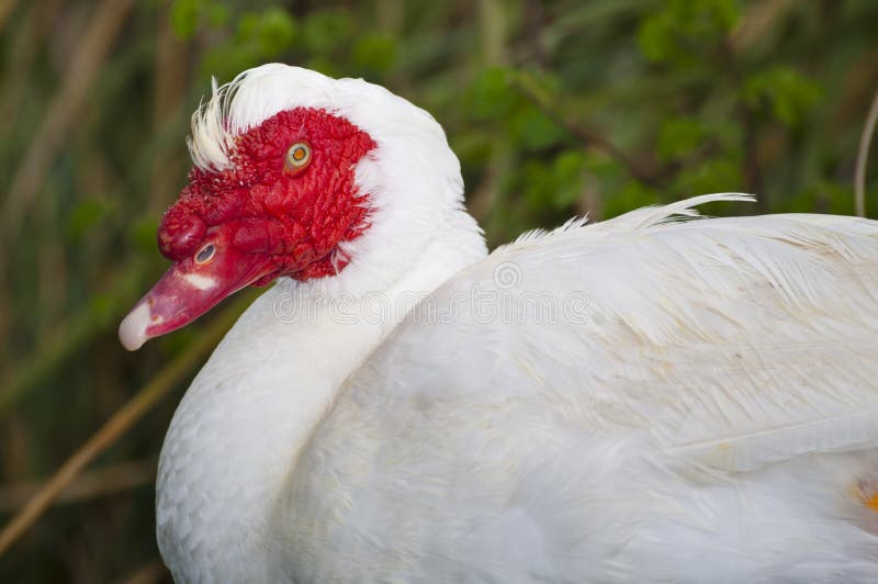 Goose stock image. Image of wing, nature, natural, preservation - 25318405