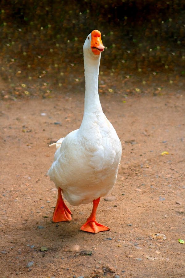 Goose stock image. Image of fauna, geese, claws, feathering - 13461199