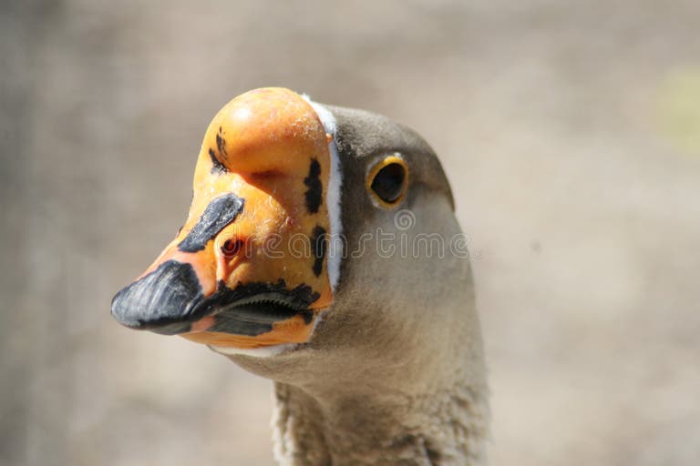 3,515 Goose Face Stock Photos - Free & Royalty-Free Stock Photos from ...
