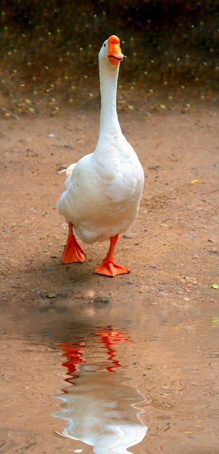 Goose feet stock photo. Image of farm, orange, africa - 55518018