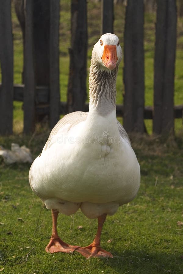 Goose stock photo. Image of rural, domestic, spring, goose - 2603358