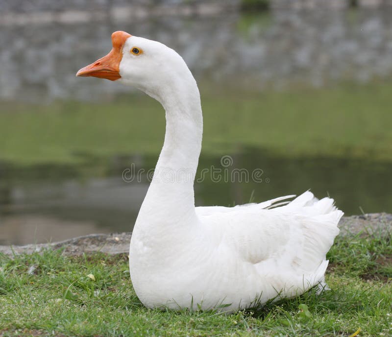 Goose stock image. Image of park, bird, beauty, water - 2666899