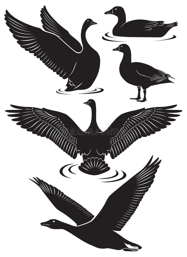 Goose Swimming Stock Illustrations – 2,669 Goose Swimming Stock ...