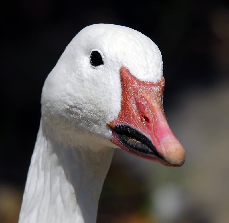 5,171 Goose Funny Beak Stock Photos - Free & Royalty-Free Stock Photos ...