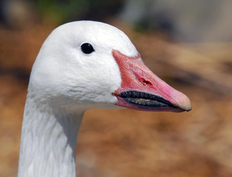 Fat goose stock image. Image of body, animal, geese, beaks - 6512775