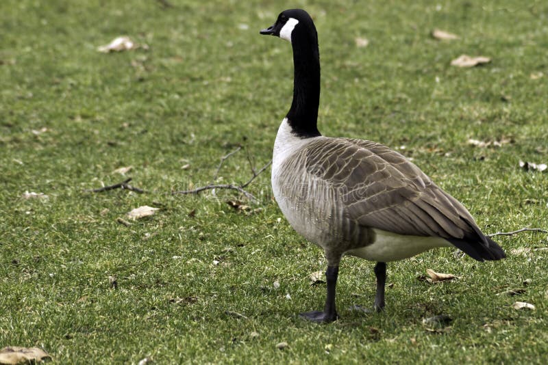 Goose stock image. Image of tail, landscape, animal, nature - 38023953