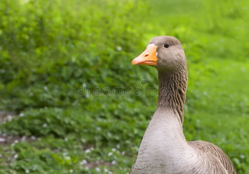 Curious goose stock photo. Image of farming, funny, netherlands - 3258312