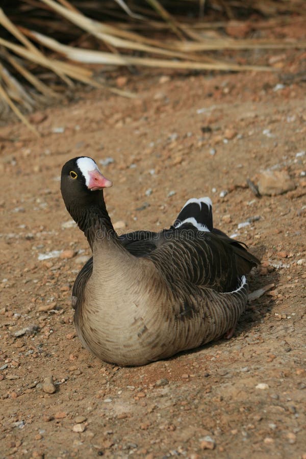 1,352 Arctic Goose Stock Photos - Free & Royalty-Free Stock Photos from ...