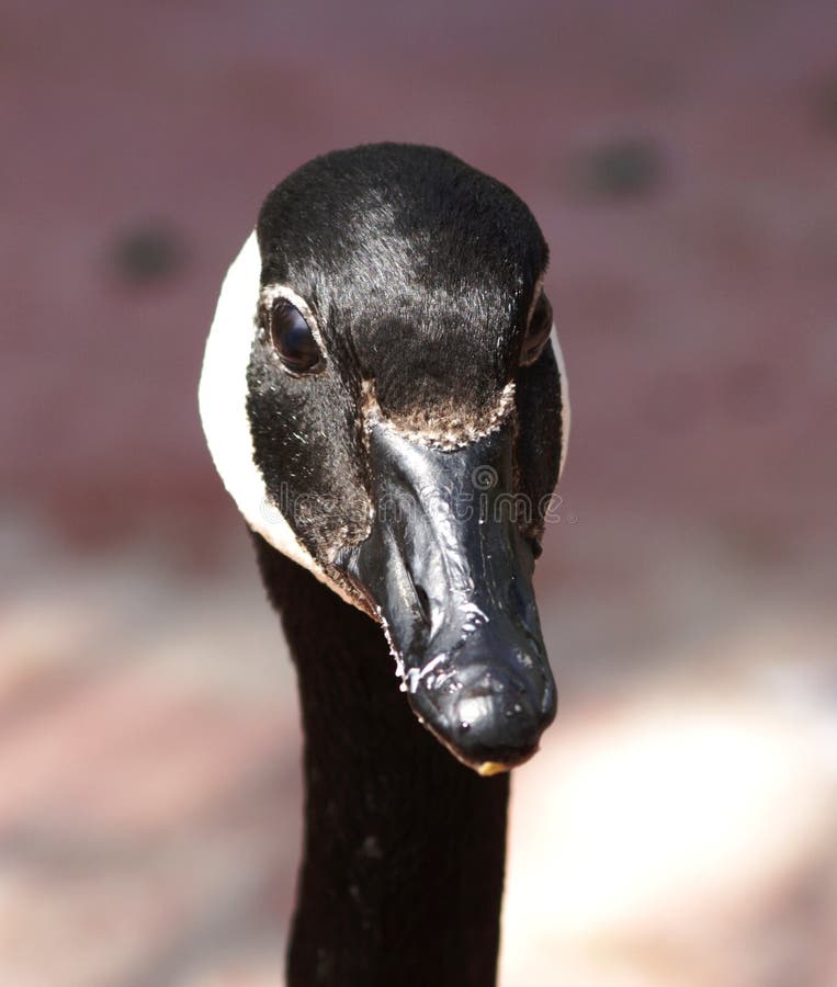 Goose stock image. Image of sunny, birds, close, goose - 5175557