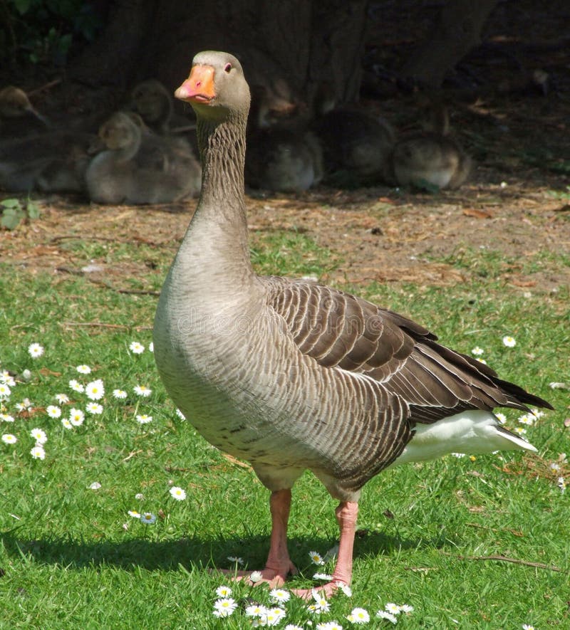 Mourning Dove on Branch stock photo. Image of hunt, forest - 8968226