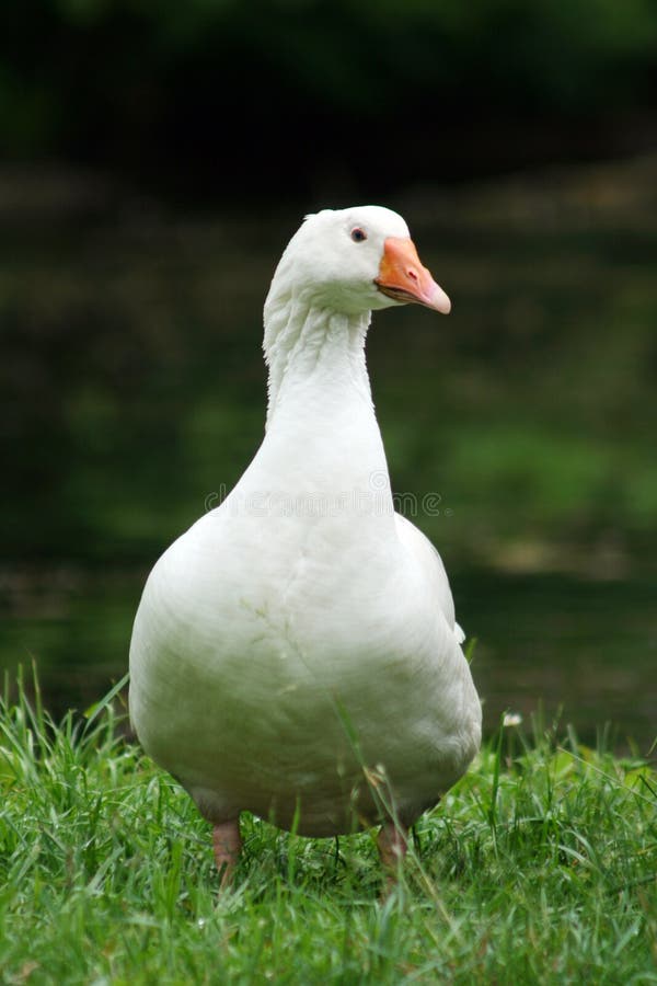 Goose stock photo. Image of garden, greylag, goose, geese - 5378314
