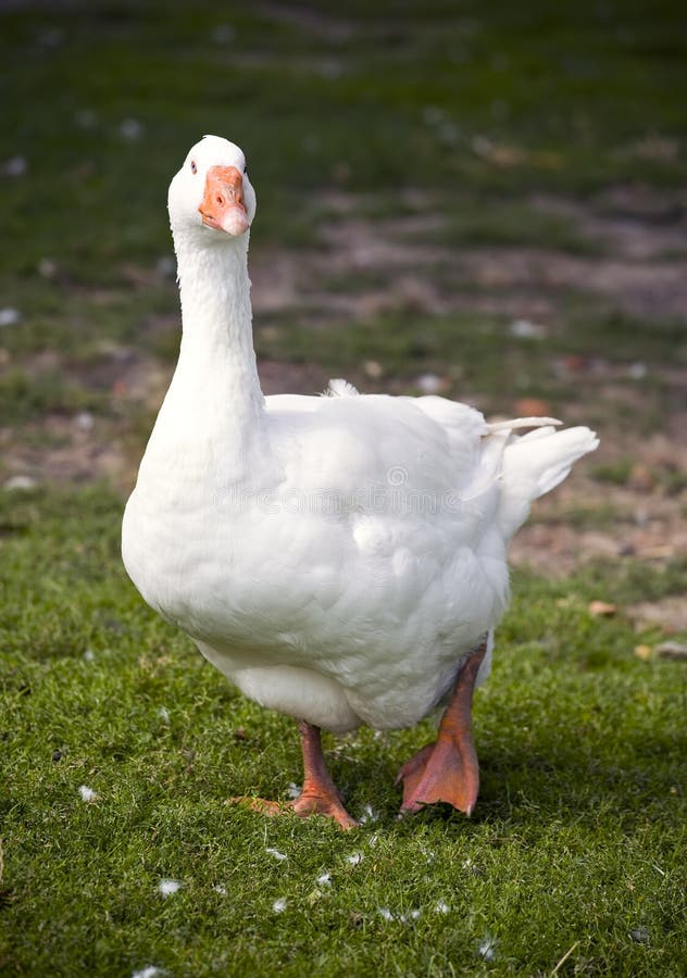 Goose stock image. Image of hair, face, animal, goose - 74364137