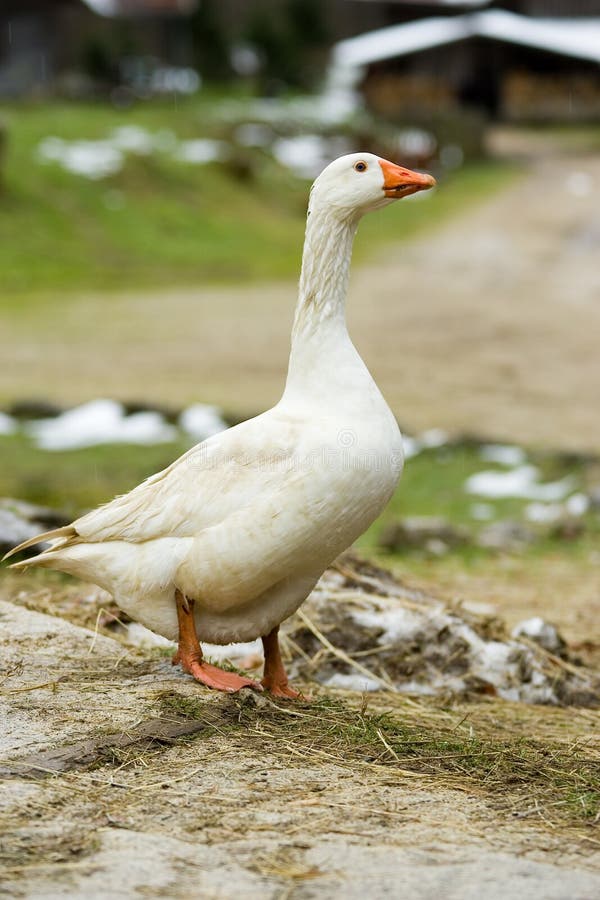 Goose stock photo. Image of nature, portrait, wild, outdoor - 625016