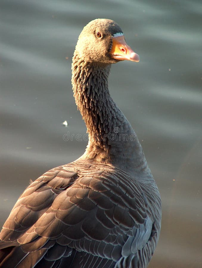 Pitiful stock photo. Image of depressed, farm, pork, agriculture - 539226