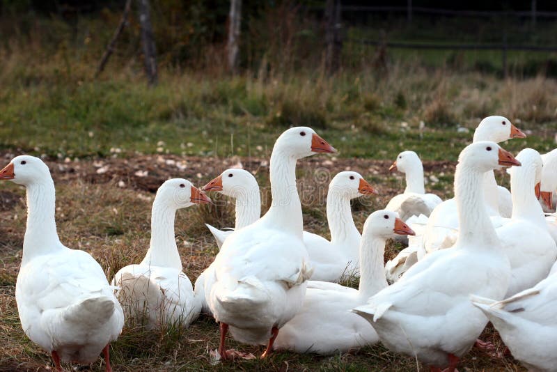 Goose stock photo. Image of denmark, birds, grass, face - 729960