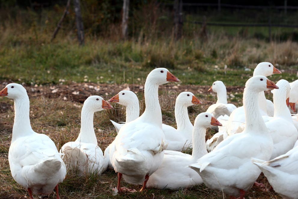 133 Danish Goose Stock Photos - Free & Royalty-Free Stock Photos from ...