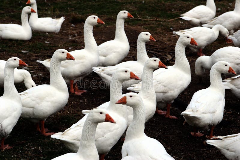 Goose on farm stock image. Image of fowl, agriculture - 23607481