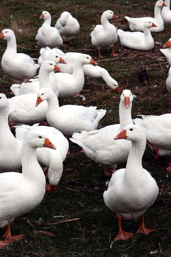 Goose stock photo. Image of denmark, birds, grass, face - 729960