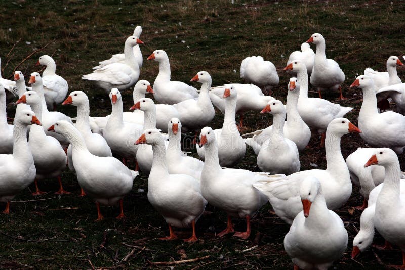 Goose stock photo. Image of denmark, birds, grass, face - 729960