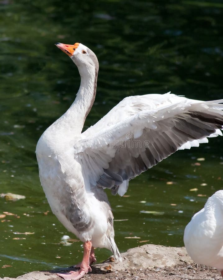 Proud Goose stock image. Image of white, animal, feathers - 4685535