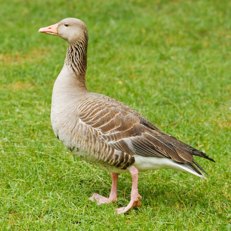 Turkey Poult stock photo. Image of farm, wilderness, poult - 19641216