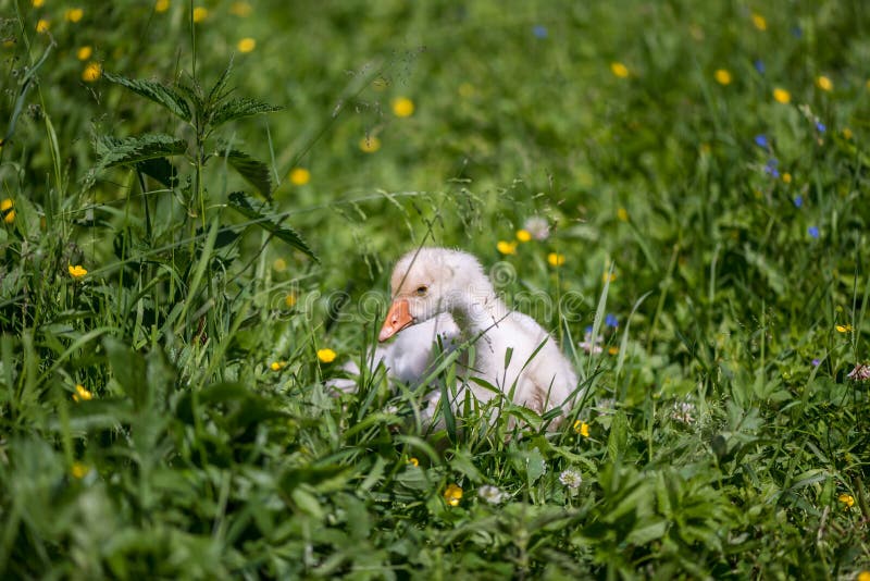 Goose - Adorable Animal. Concept of Connection with Nature Stock Photo ...
