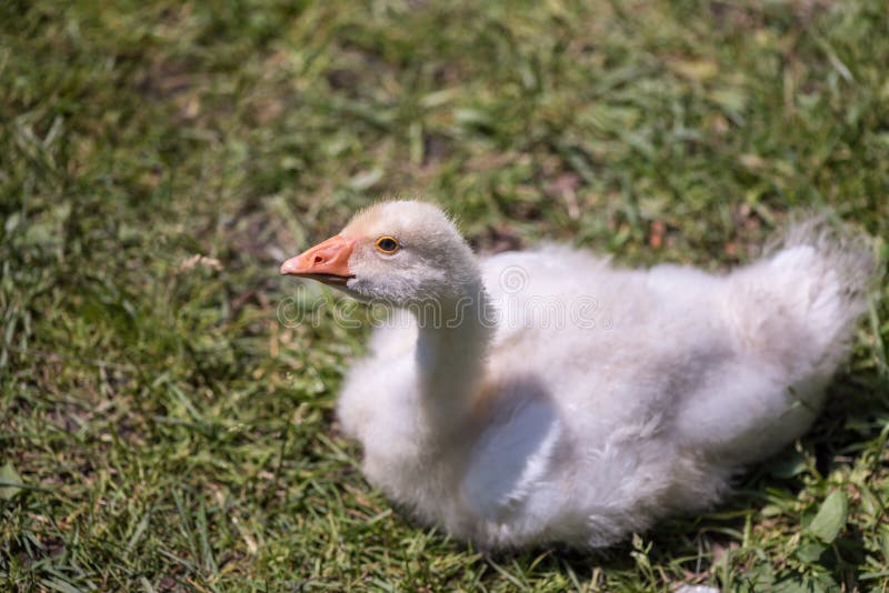 Goose - Adorable Animal. Concept of Connection with Nature Stock Photo ...