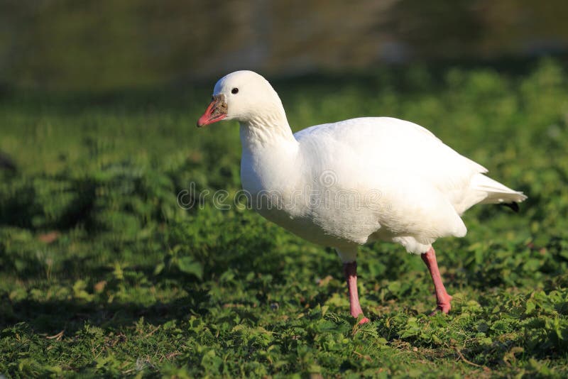 Goose stock image. Image of domesticus, bird, bill, anser - 31031365