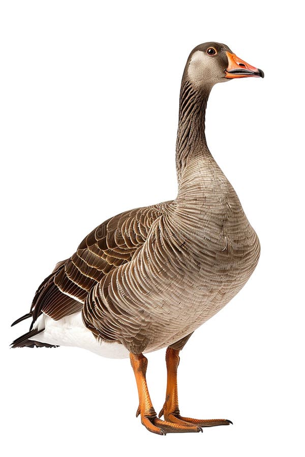 Goose Alone on Transparent Background Stock Illustration - Illustration ...